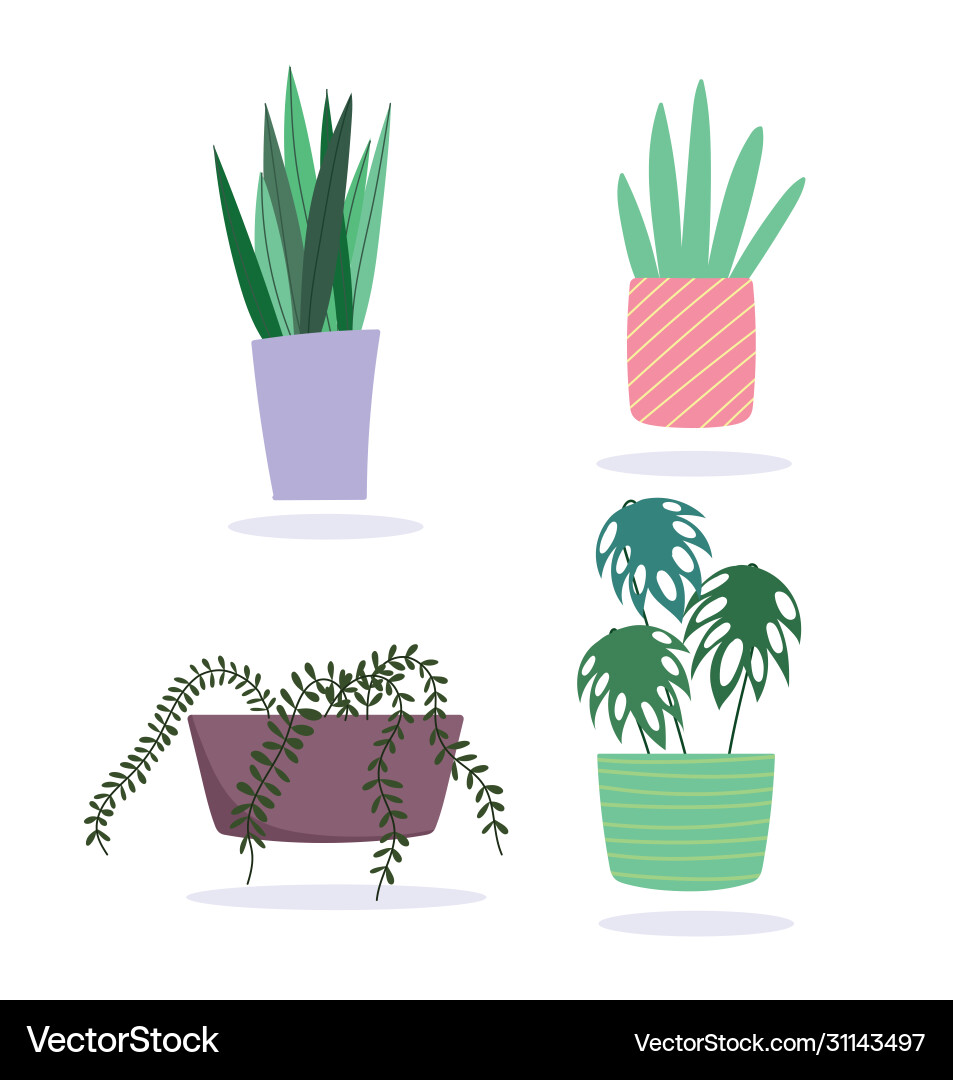 Potted plants decoration botanical interior Vector Image