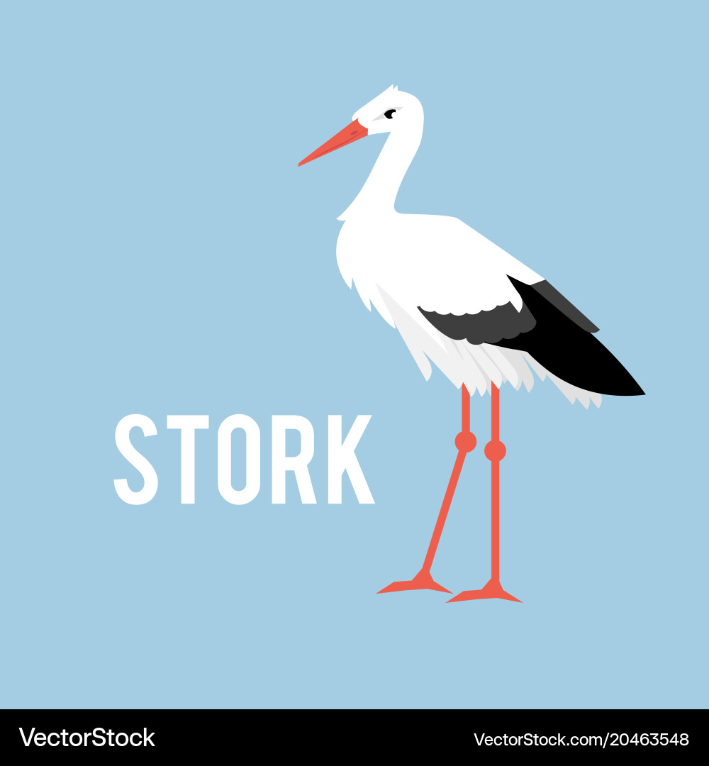 Stork isolated on white background standing Vector Image