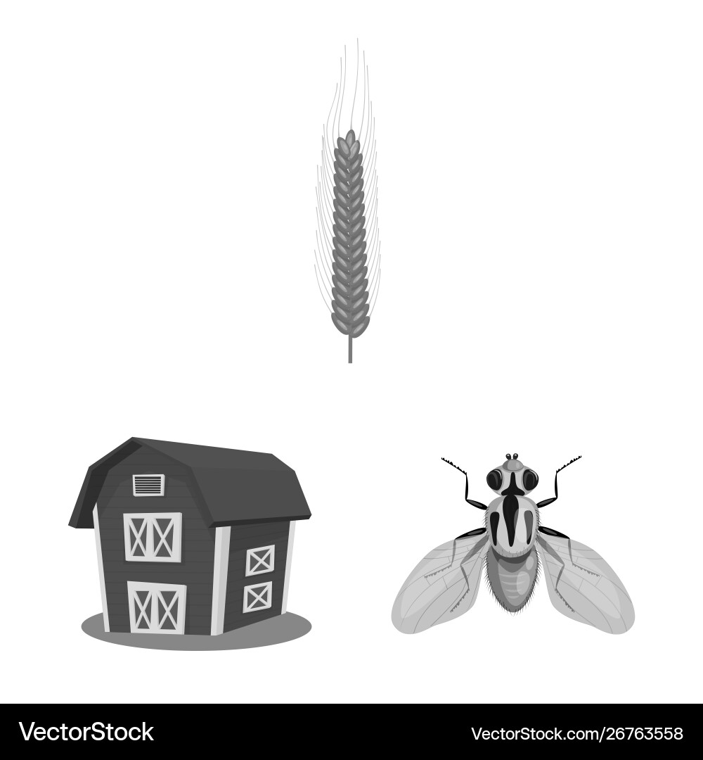 Isolated object rye and plant logo set rye Vector Image