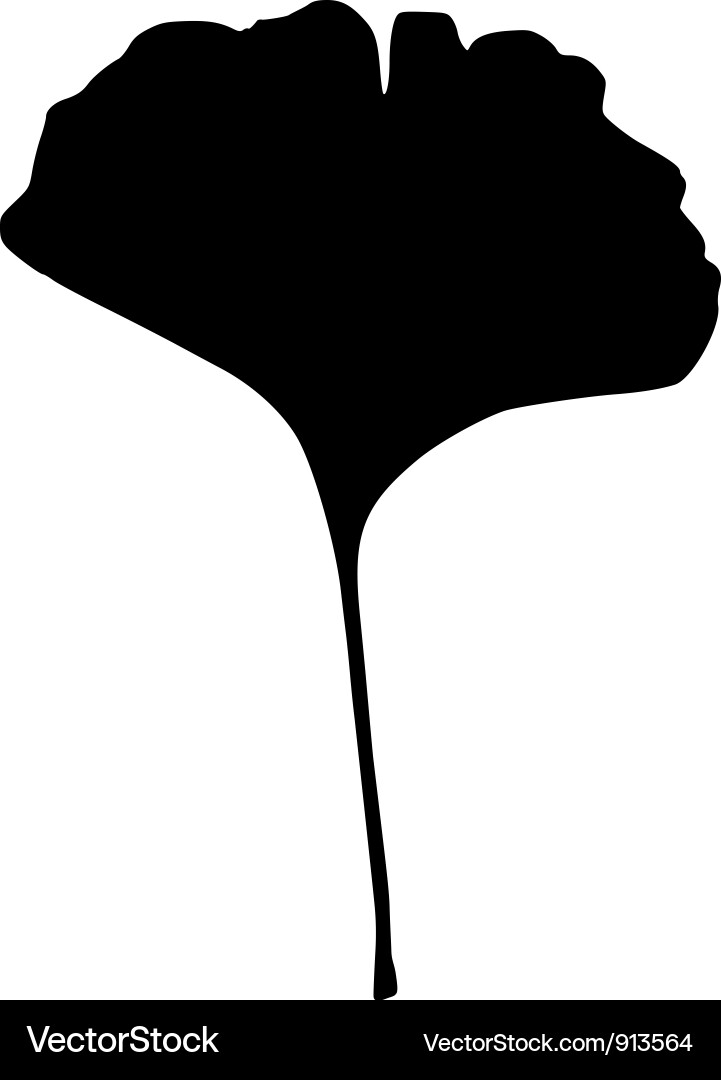 Ginkgo leaf Royalty Free Vector Image - VectorStock