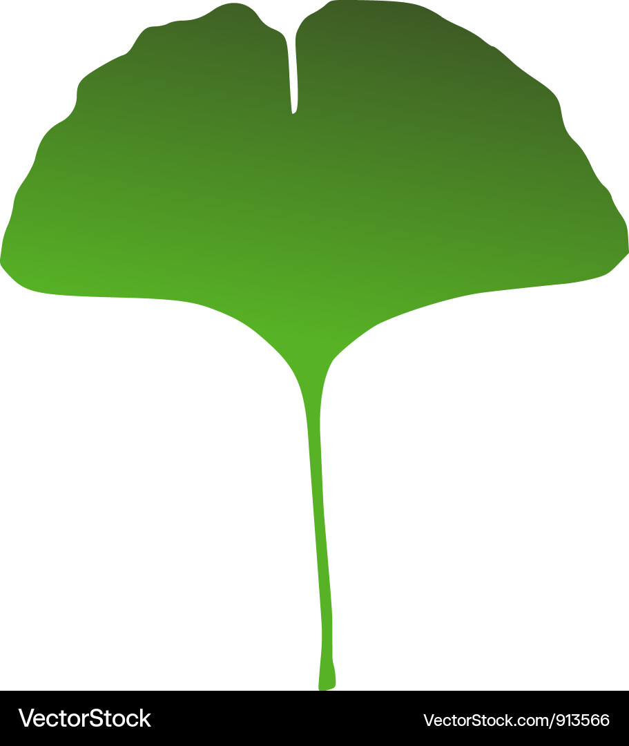 Ginkgo leaf Royalty Free Vector Image - VectorStock