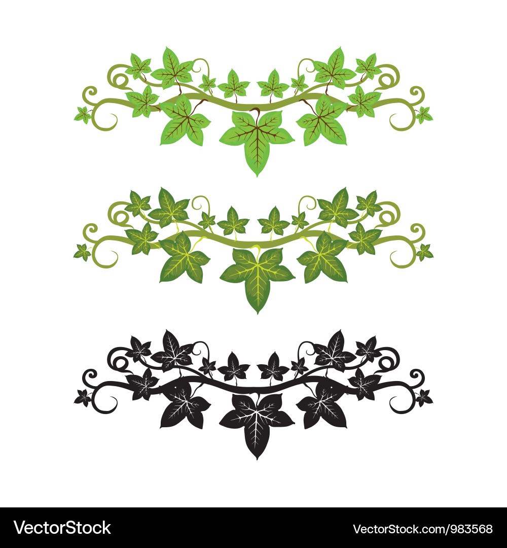 Ivy plant Royalty Free Vector Image - VectorStock
