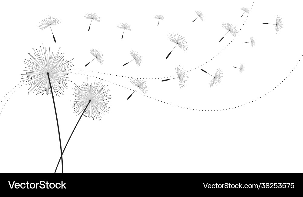 Flying dandelion seeds flower background Vector Image