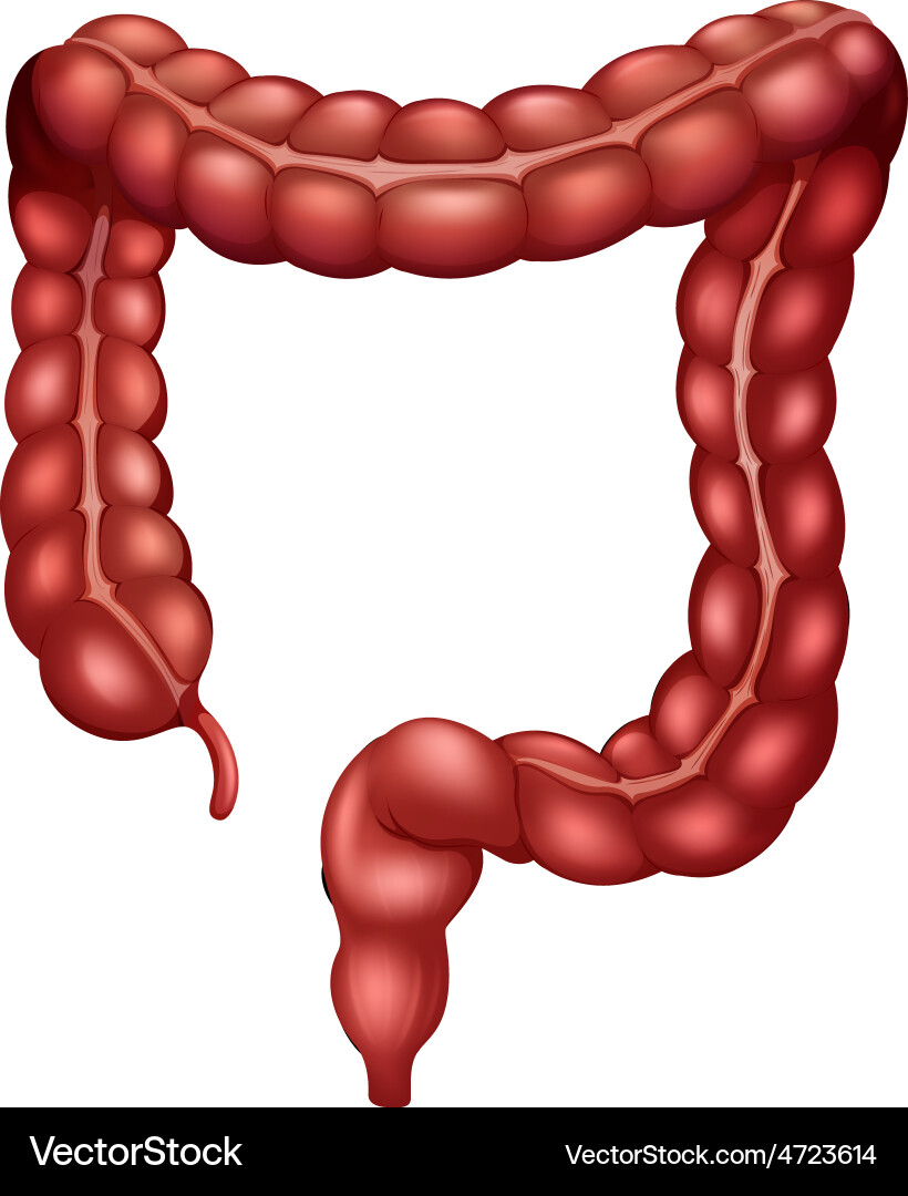 Large Intestine Royalty Free Vector Image - VectorStock
