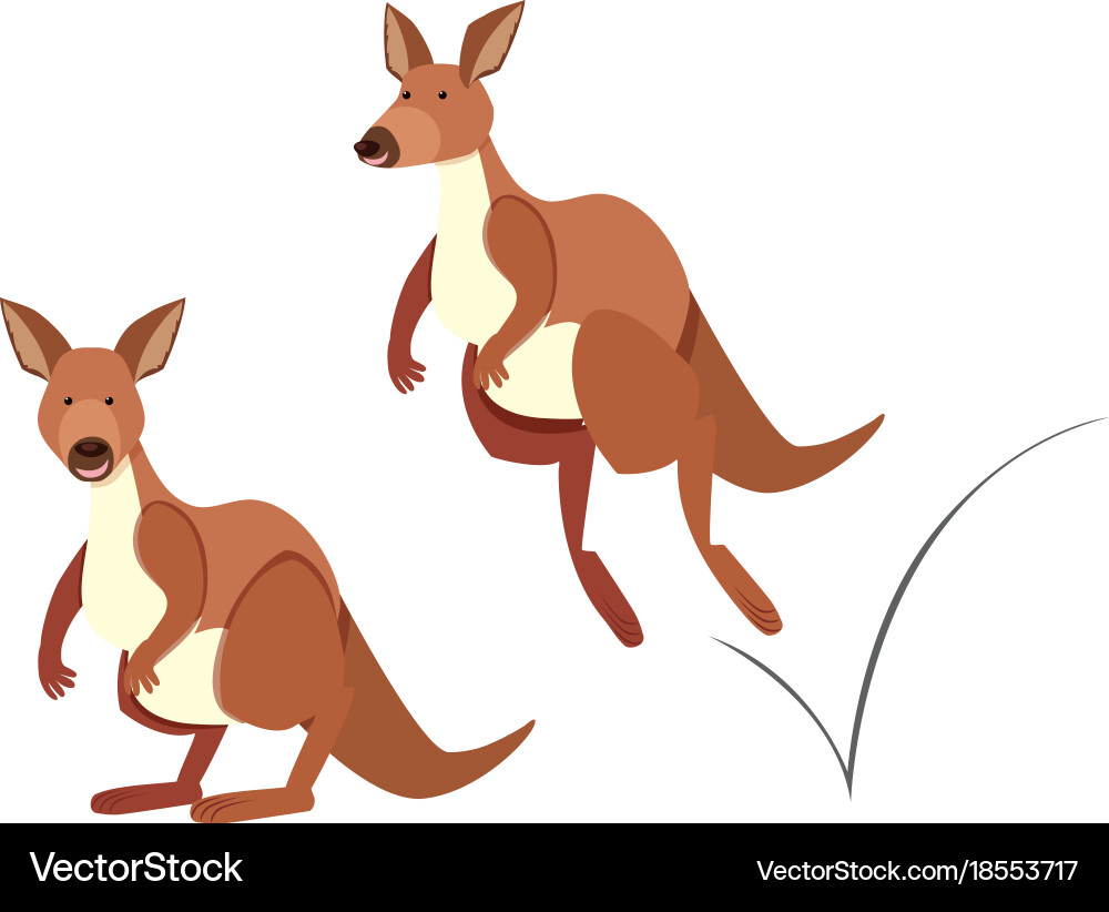 Kangaroo hopping on white background Royalty Free Vector