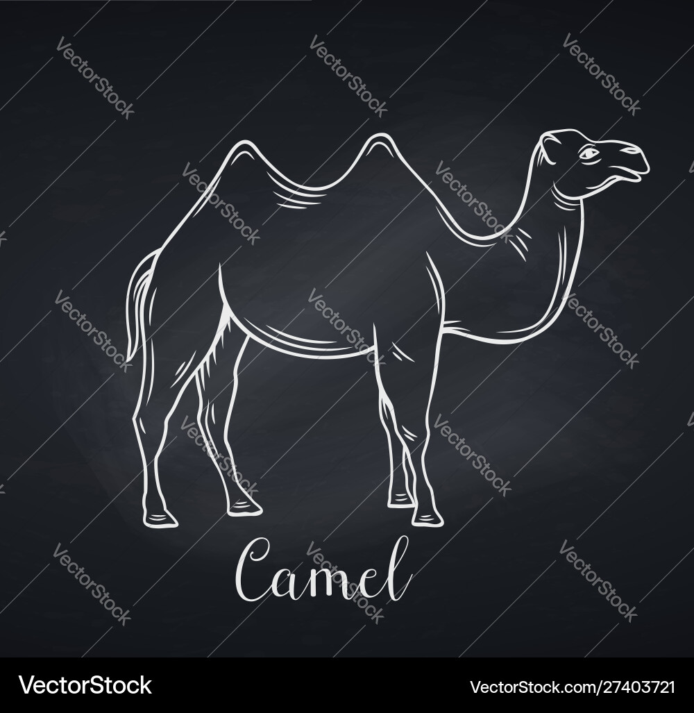 Camel outline icon chalkboard style Royalty Free Vector