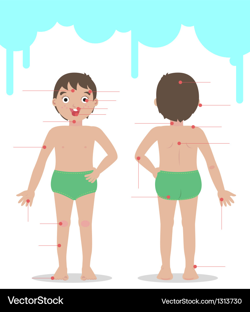 Body Royalty Free Vector Image - VectorStock