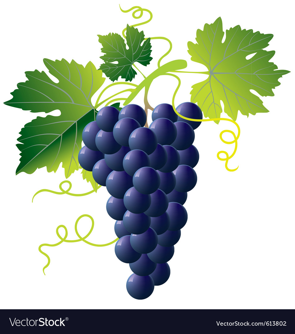 Grape cartoons Royalty Free Vector Image - VectorStock
