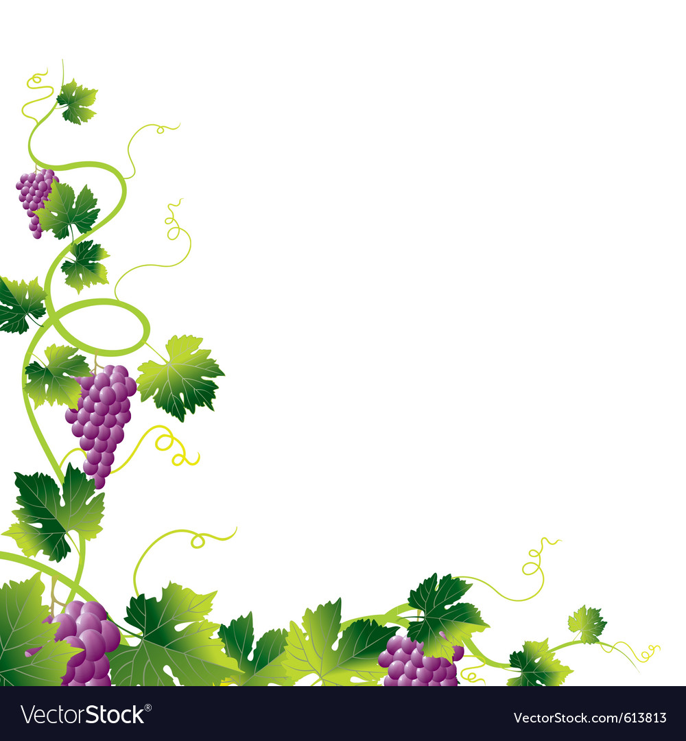 Grape vine Royalty Free Vector Image - VectorStock