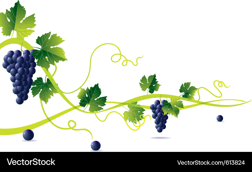 Grape vine Royalty Free Vector Image - VectorStock