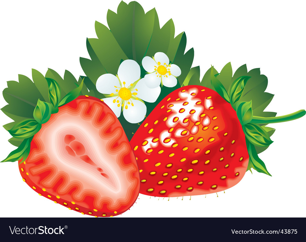 Strawberry Royalty Free Vector Image - VectorStock