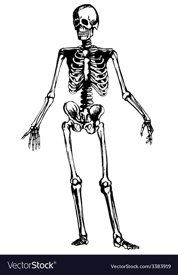 Hand drawn skeleton Royalty Free Vector Image - VectorStock Hand drawn skeleton Royalty Free Vector Image - VectorStock