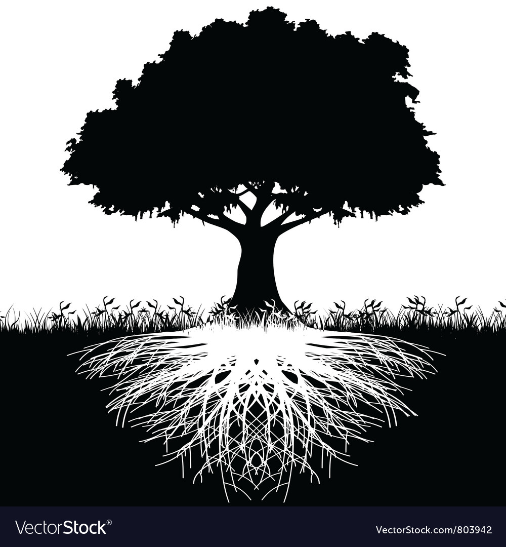 Tree roots silhouette Royalty Free Vector Image Tree roots silhouette Royalty Free Vector Image