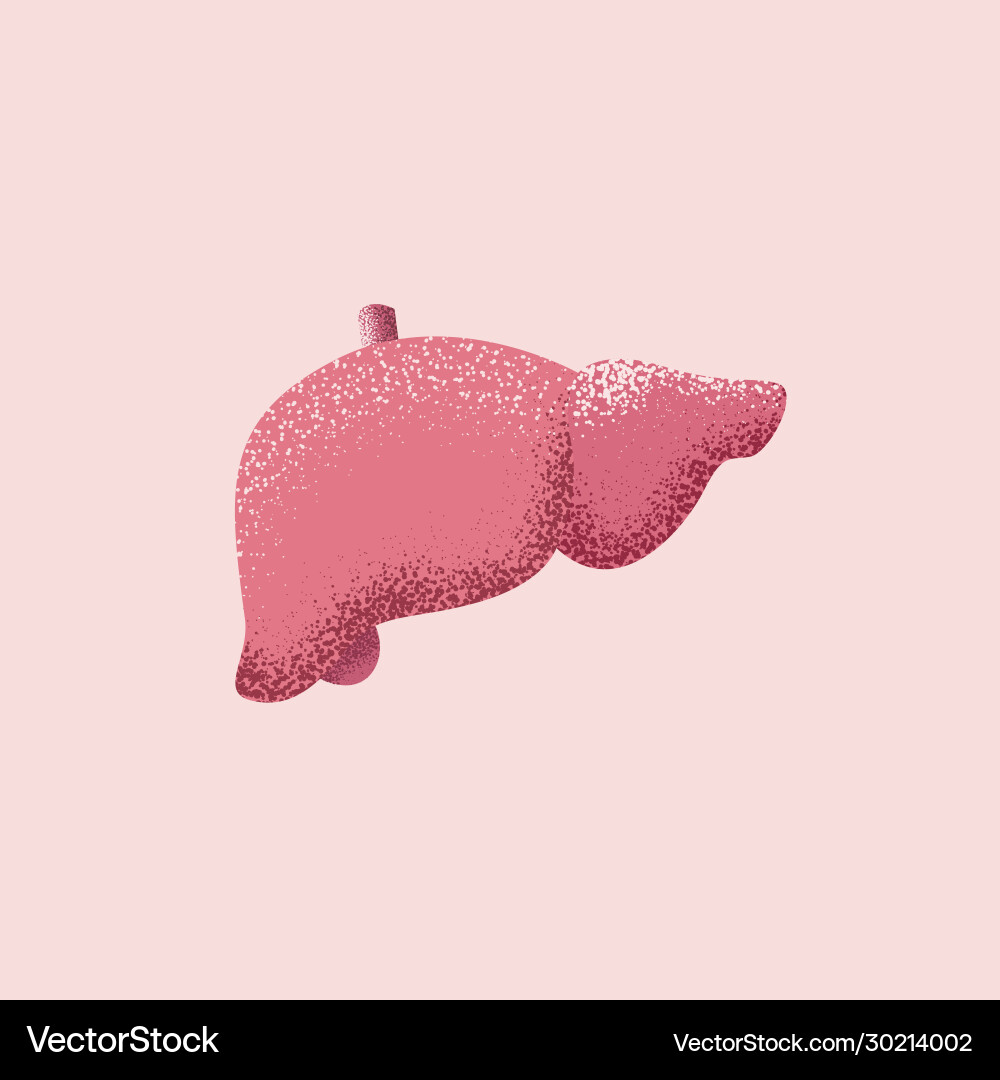 Human liver isolated Royalty Free Vector Image