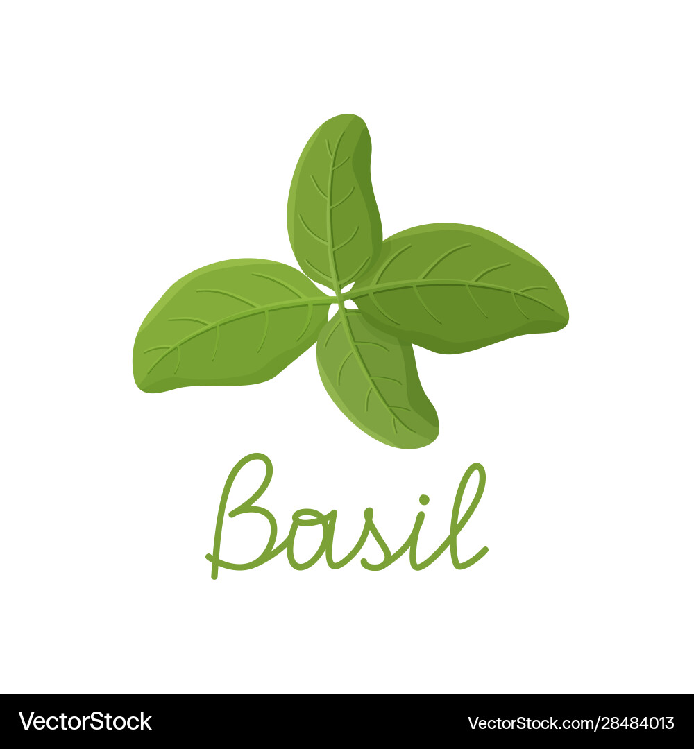 Fresh green basil leaves on white background Vector Image