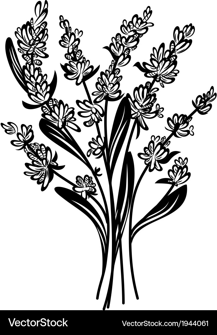 Lavender Royalty Free Vector Image - VectorStock