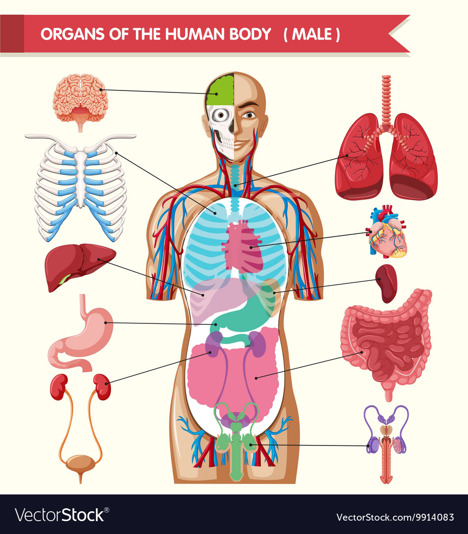 Chart Showing Organs Of Human Body Royalty Free Vector Image