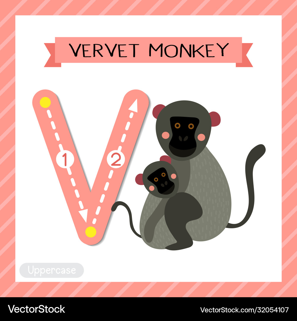 Letter v uppercase tracing vervet monkey Vector Image
