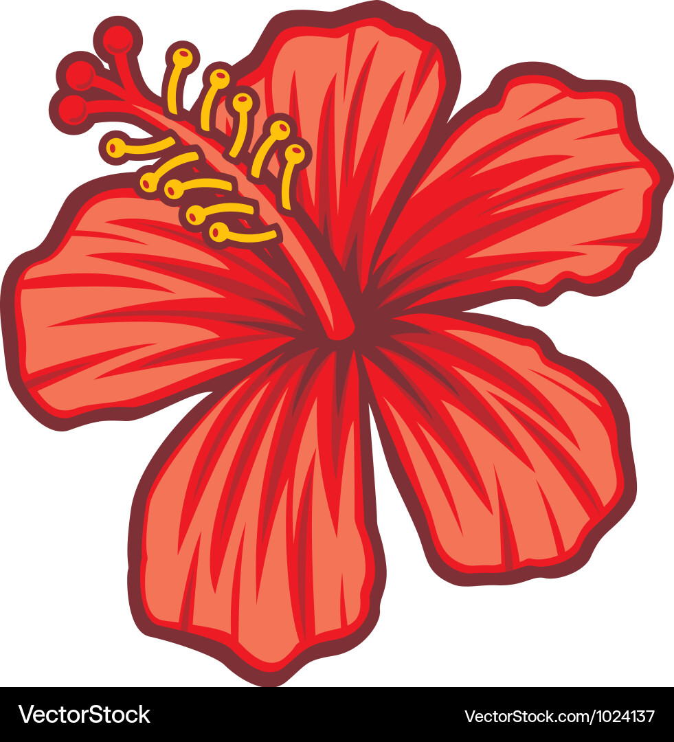 Beautiful red hibiscus flower Royalty Free Vector Image