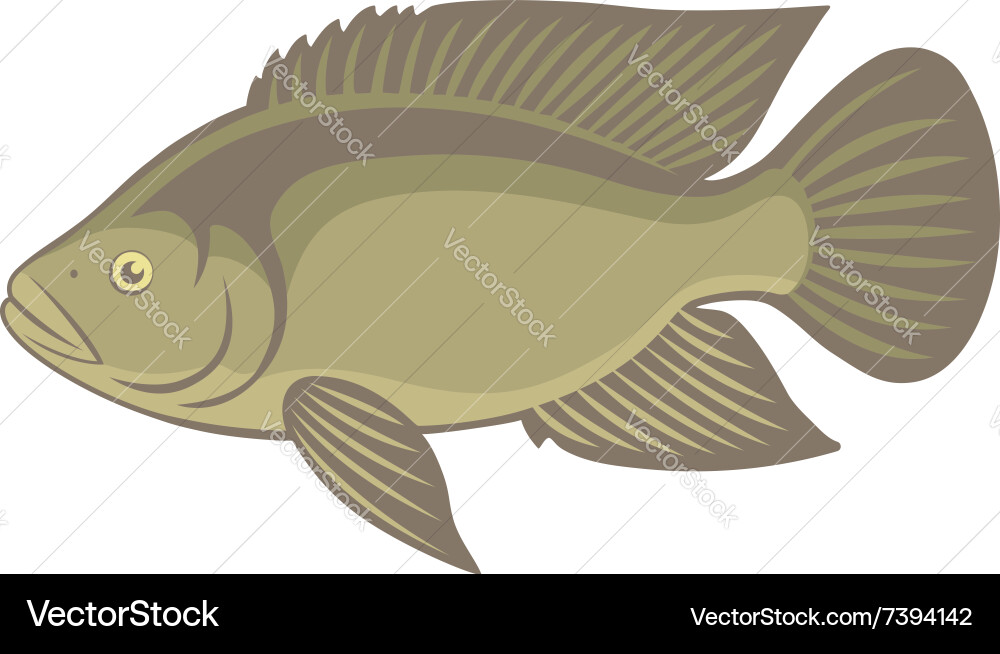 Tilapia fish Royalty Free Vector Image - VectorStock
