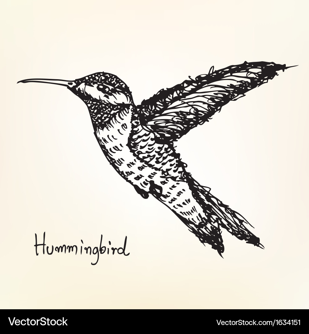 Hummingbird sketch Royalty Free Vector Image - VectorStock