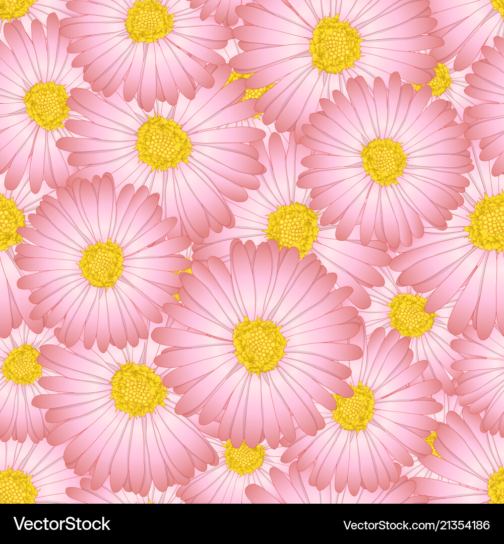 Pink aster daisy flower seamless background Vector Image