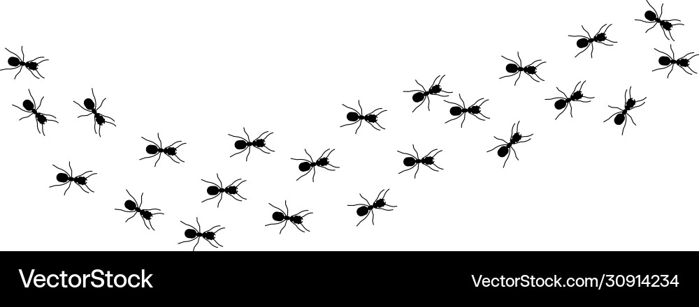 Ant column black insect silhouettes trip Vector Image