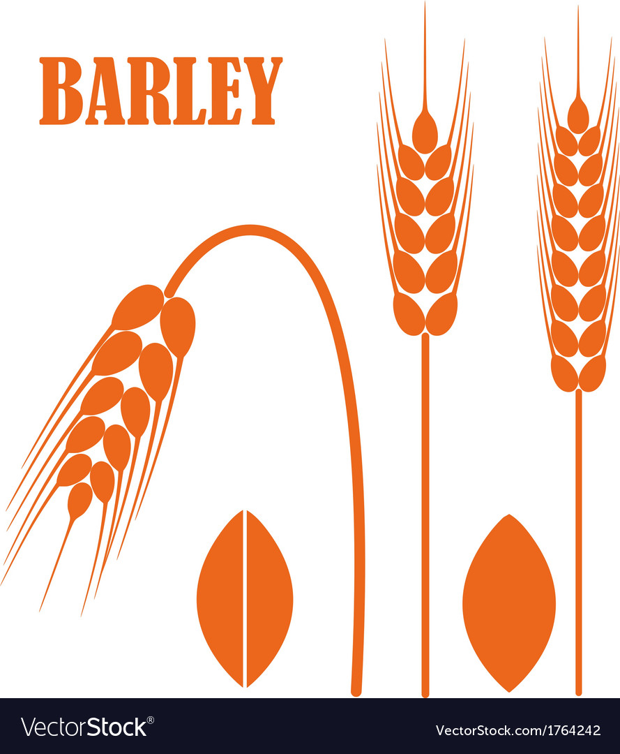 Barley Royalty Free Vector Image - VectorStock