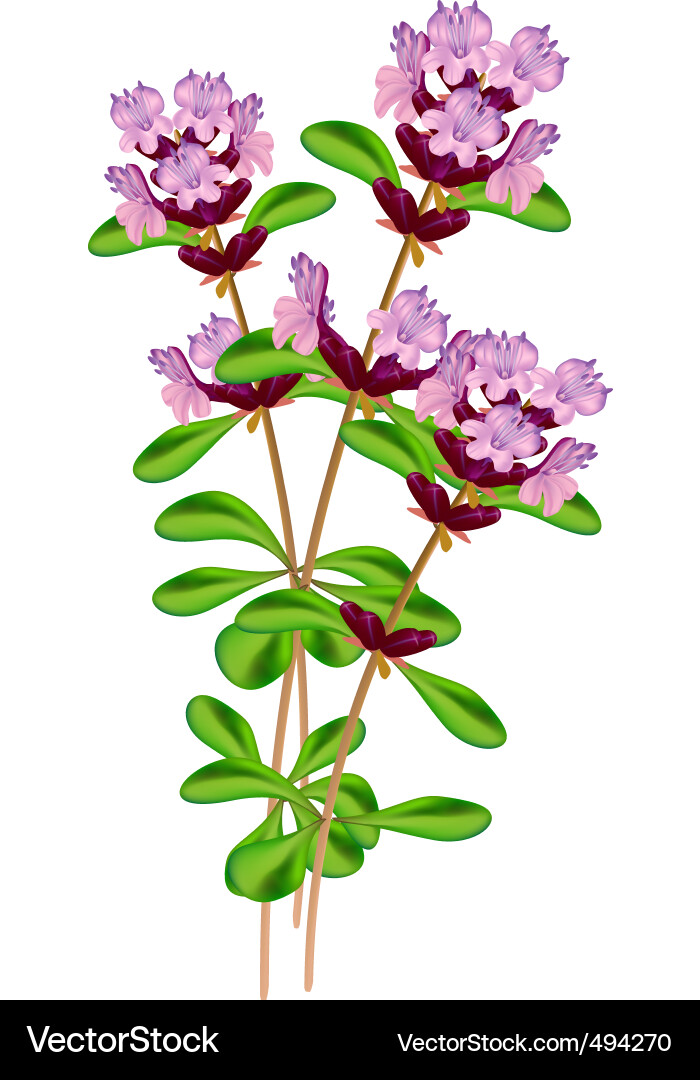 Flowering thyme Royalty Free Vector Image - VectorStock