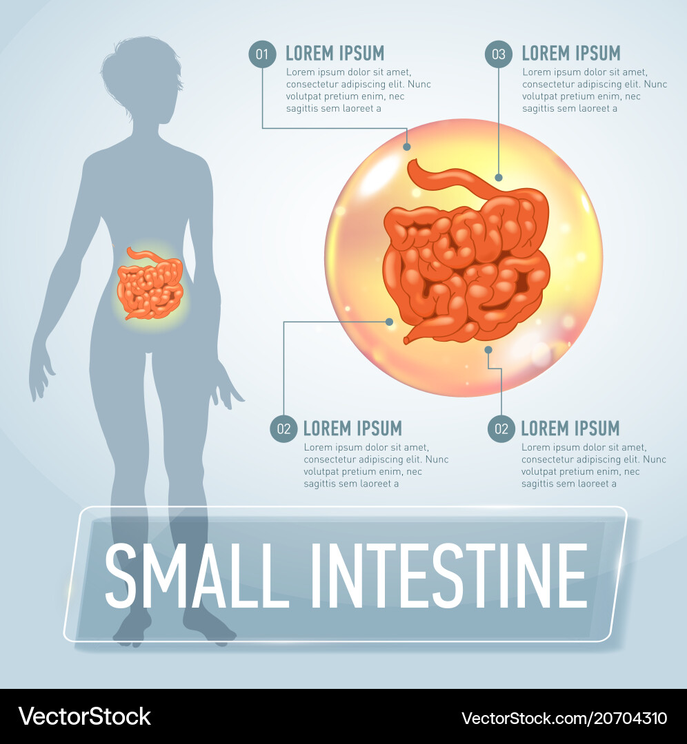 Intestine infographics banner Royalty Free Vector Image
