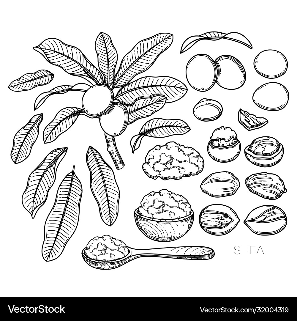 Collection graphic shea plants nuts leaves Vector Image