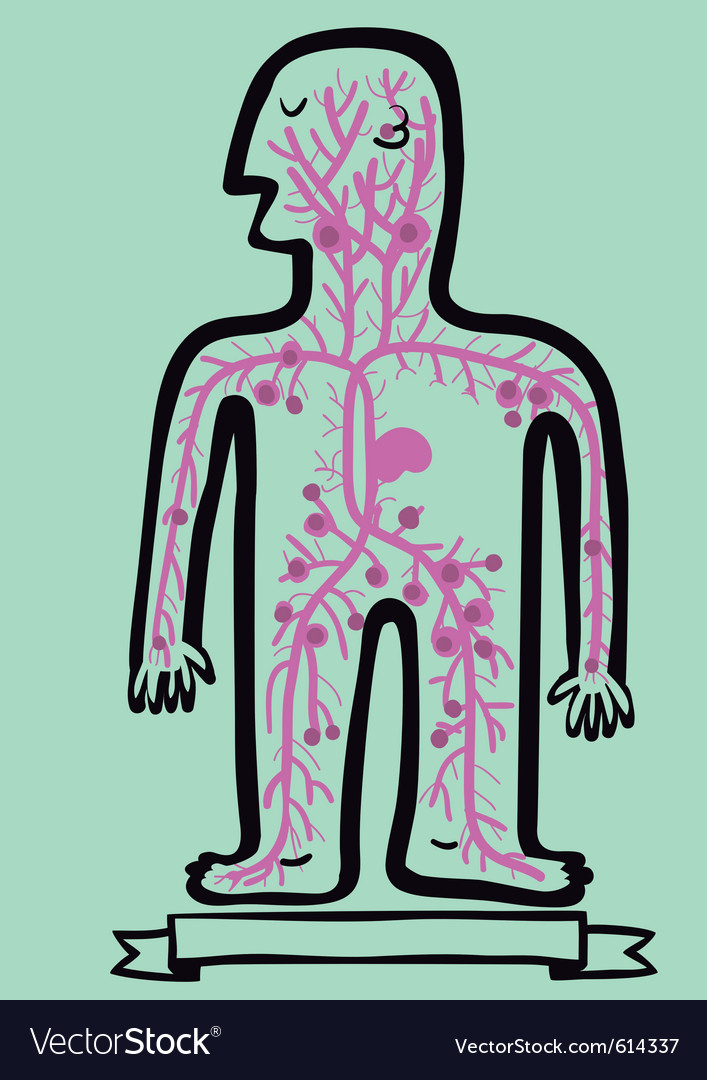 Human lymphatic system Royalty Free Vector Image - VectorStock