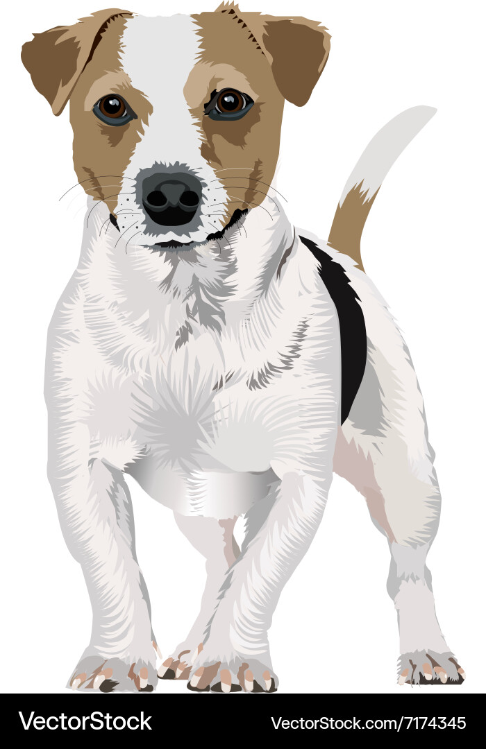 Jack Russell Terrier new version Royalty Free Vector Image
