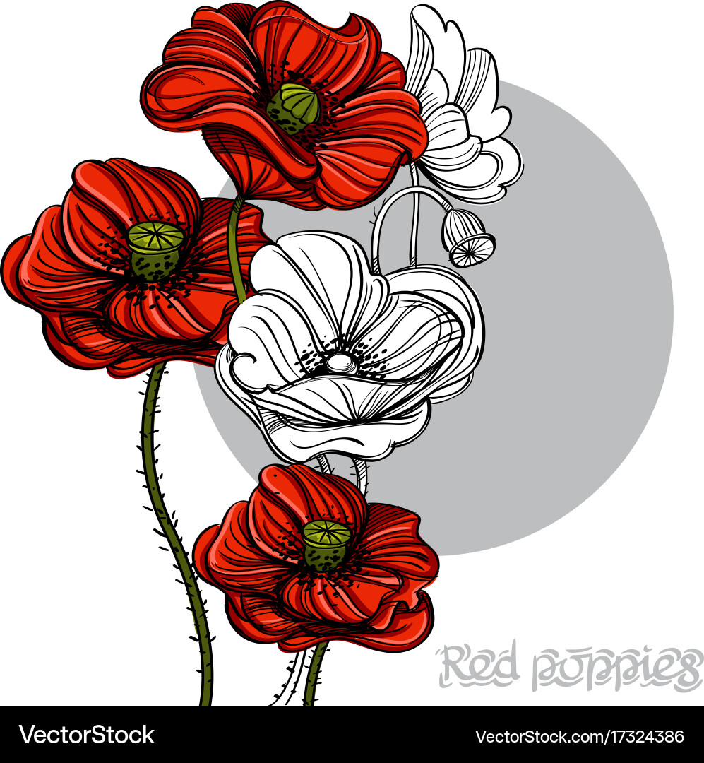 Hand drawn red poppies floral design element for Vector Image