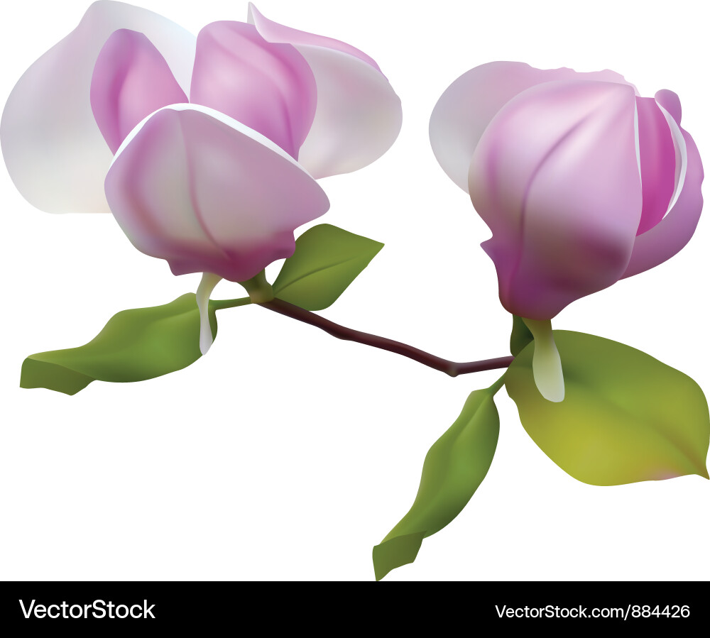 Magnolia Royalty Free Vector Image - VectorStock