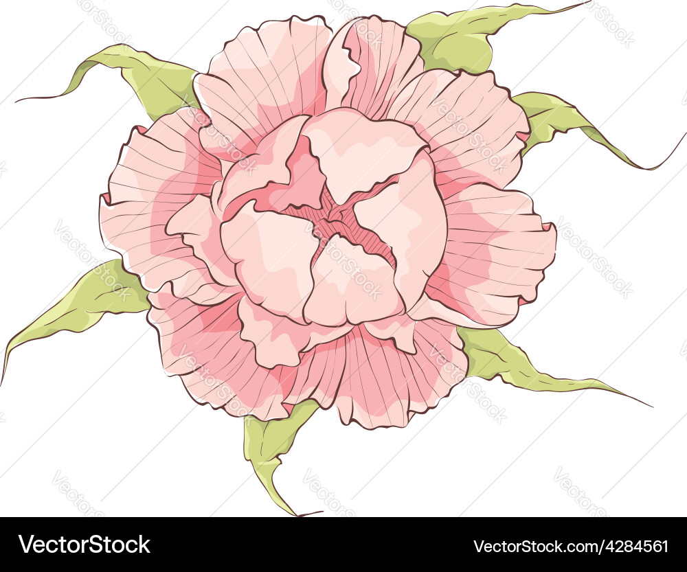 Flower - Pink peony Royalty Free Vector Image - VectorStock