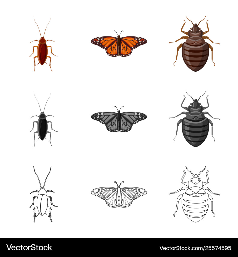 Isolated object insect and fly symbol set Vector Image