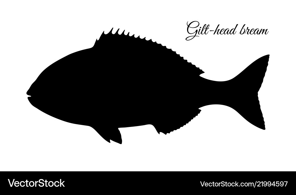 Silhouette gilt-head sea bream Royalty Free Vector Image