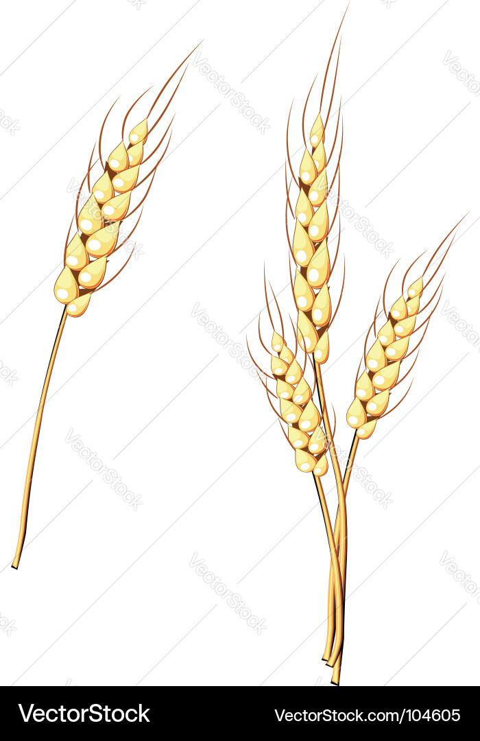 Wheat stem Royalty Free Vector Image - VectorStock