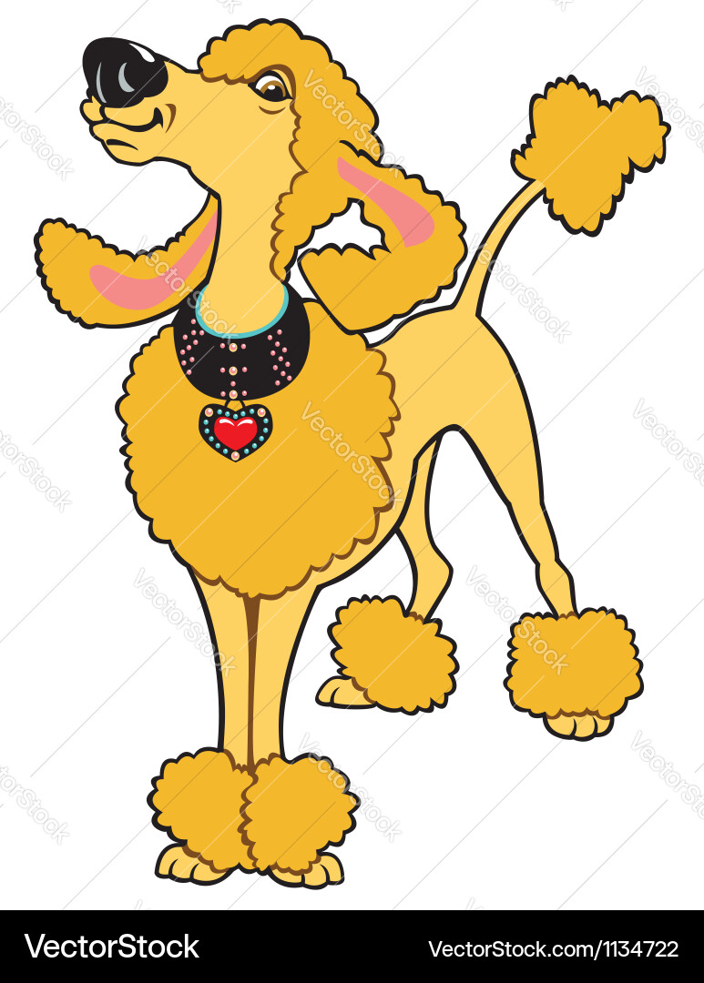 Cartoon poodle Royalty Free Vector Image - VectorStock