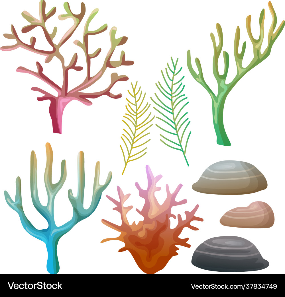 Coral reef Royalty Free Vector Image - VectorStock