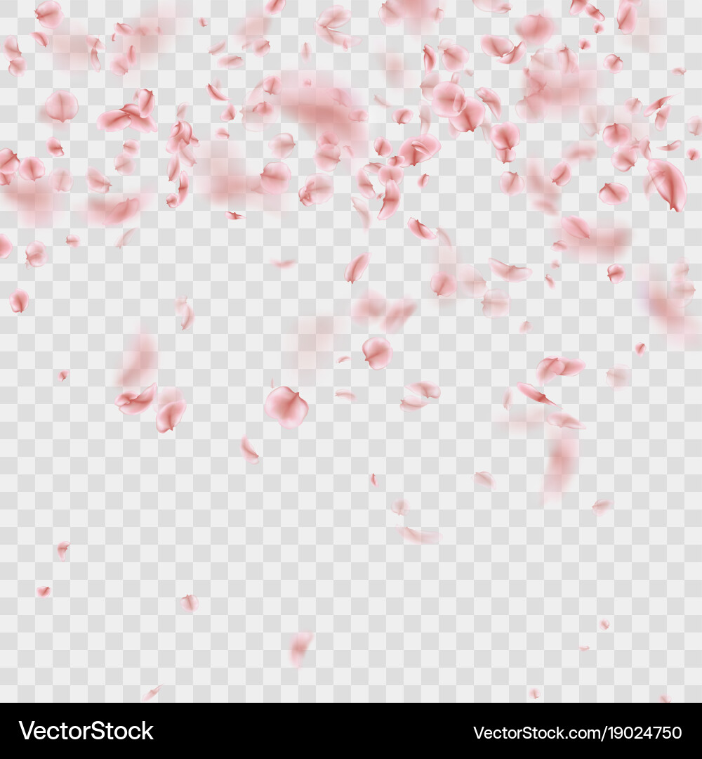 Scattered sakura petals on transparent background Vector Image