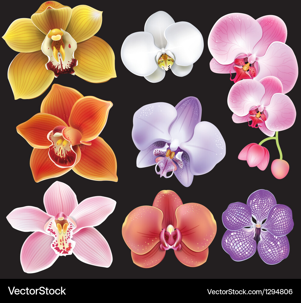 Collection of orchid flower Royalty Free Vector Image - VectorStock