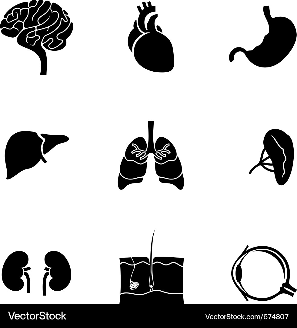 Human body icons Royalty Free Vector Image - VectorStock