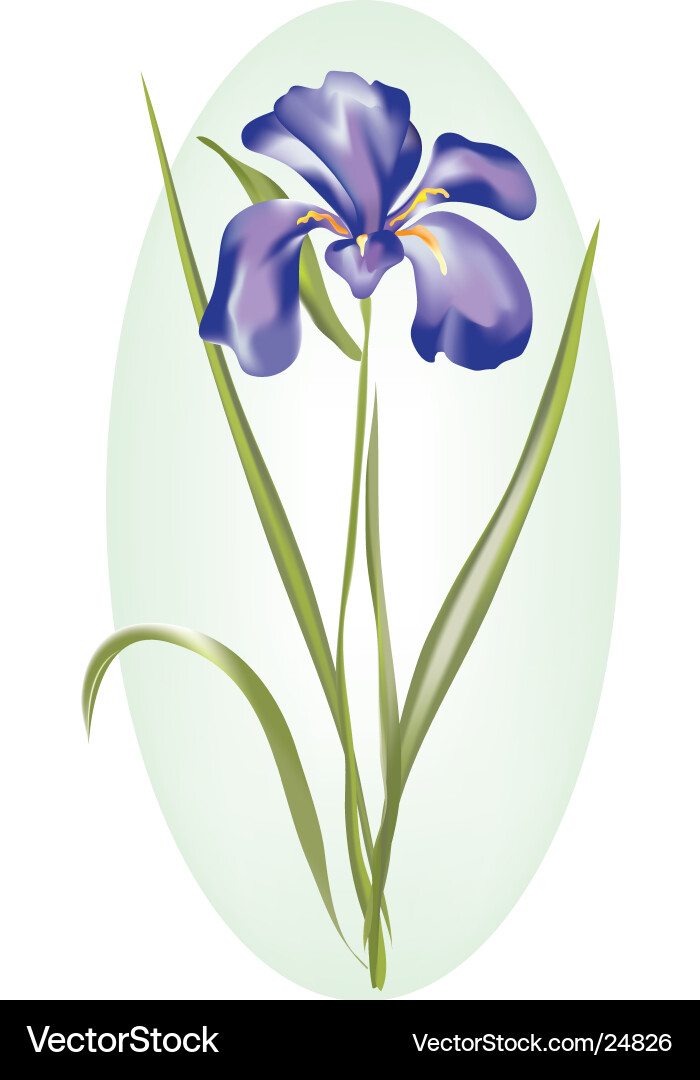 Dutch iris Royalty Free Vector Image - VectorStock