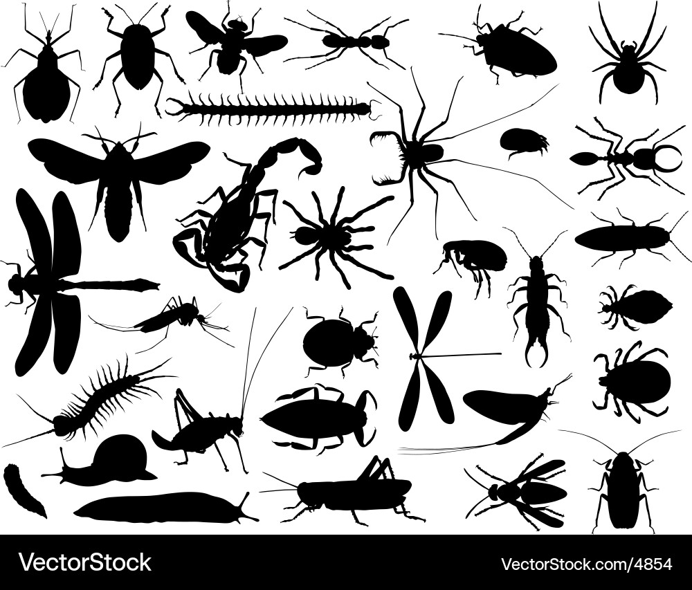 Bug outlines Royalty Free Vector Image - VectorStock
