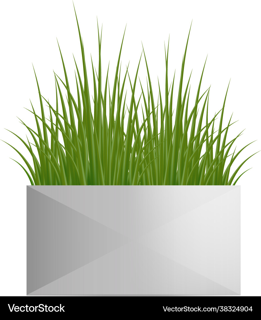 Fresh green grass in a rectangular white pot pot Vector Image