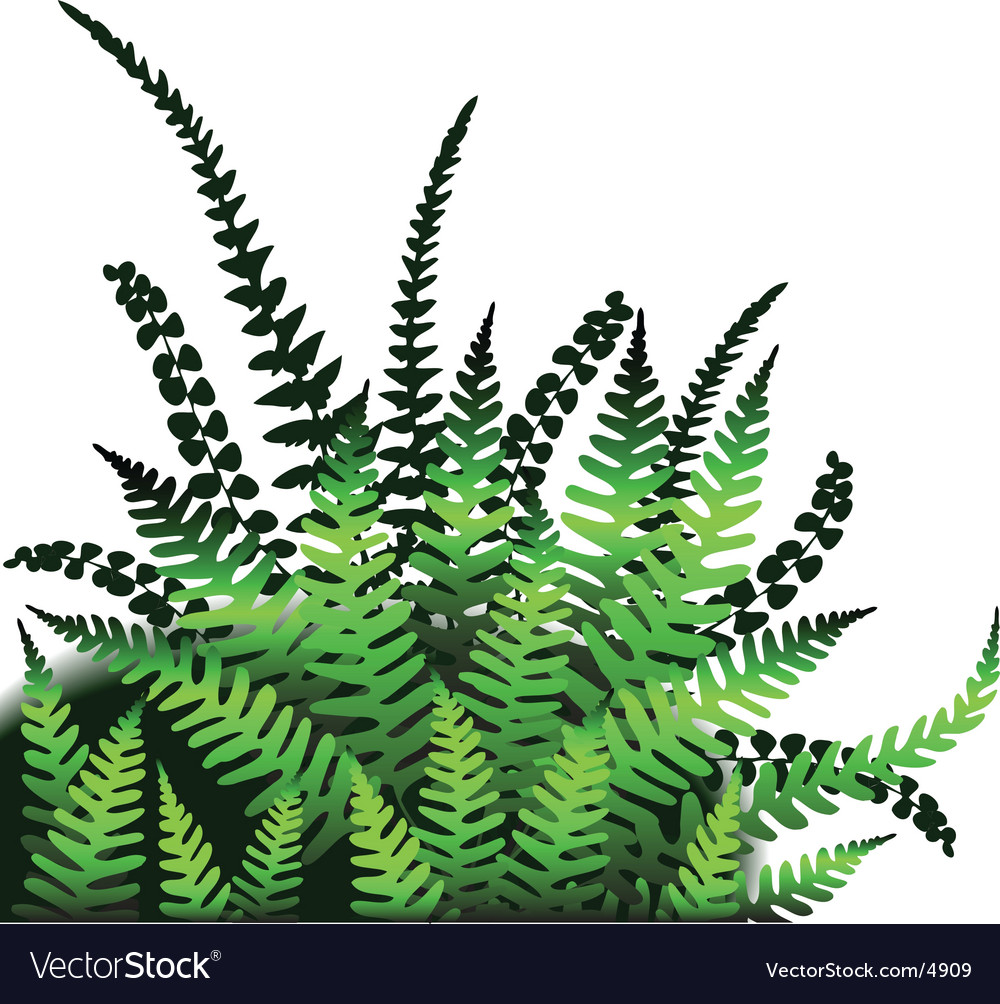 Ferns Royalty Free Vector Image - VectorStock