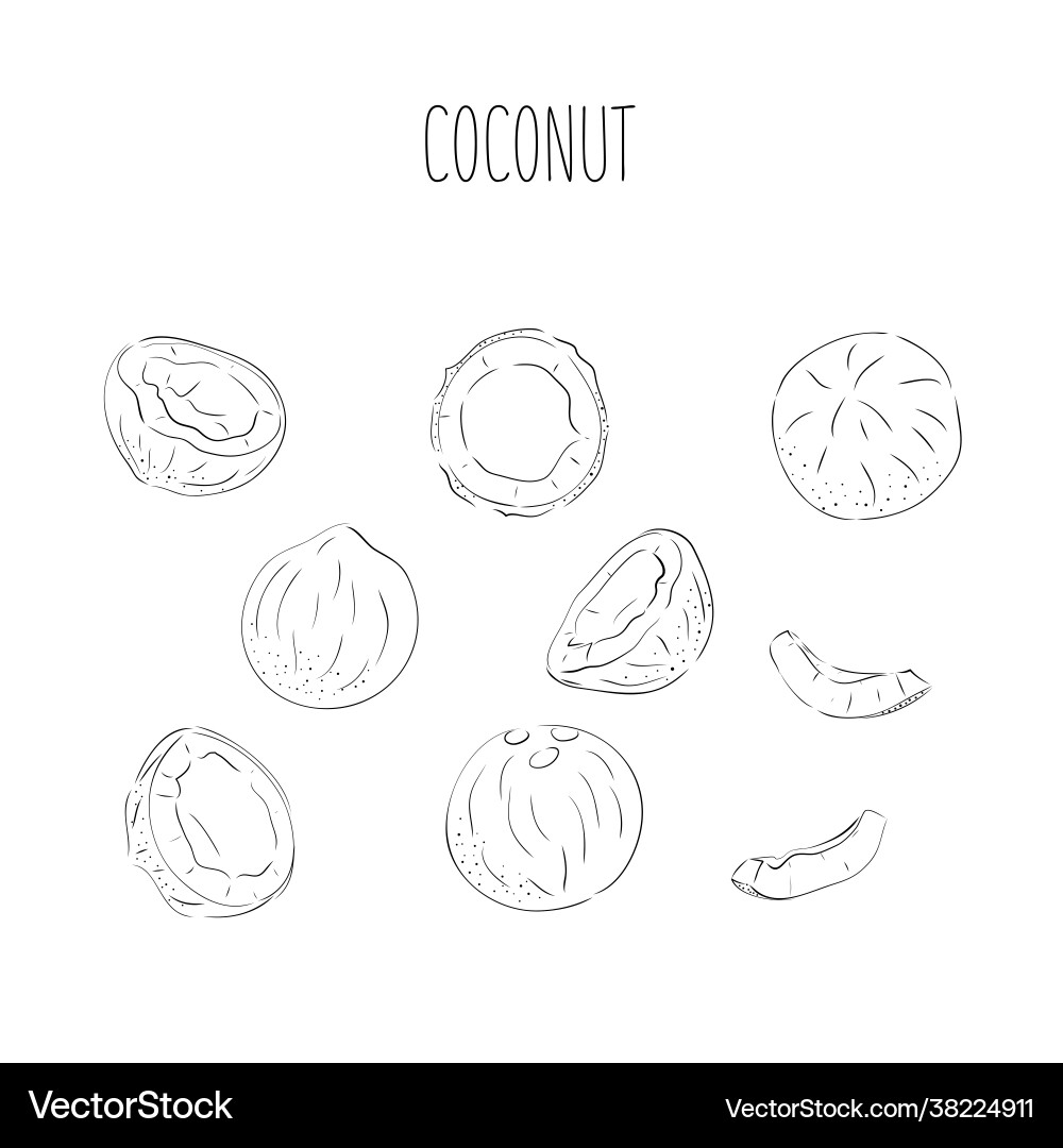 Coconut set - whole nut segment Royalty Free Vector Image