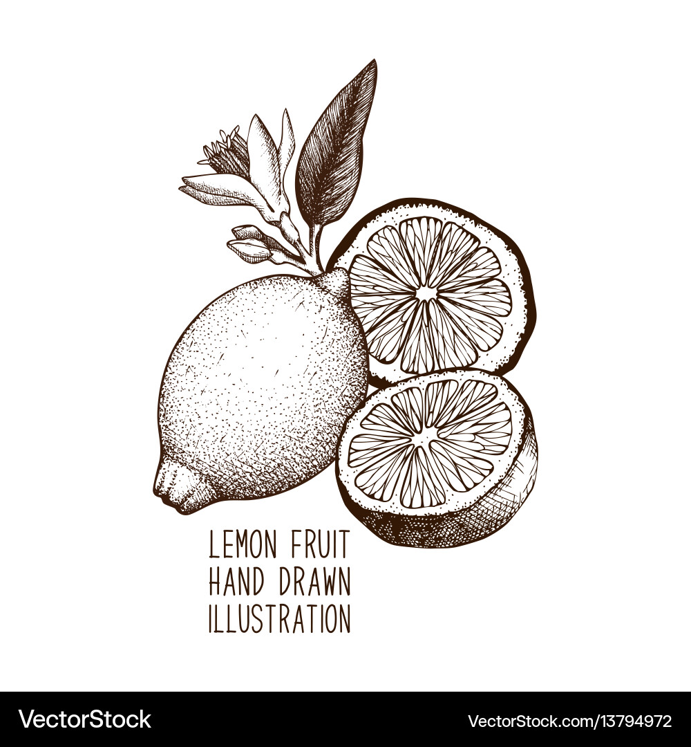 Ink hand drawn lemon sketch Royalty Free Vector Image